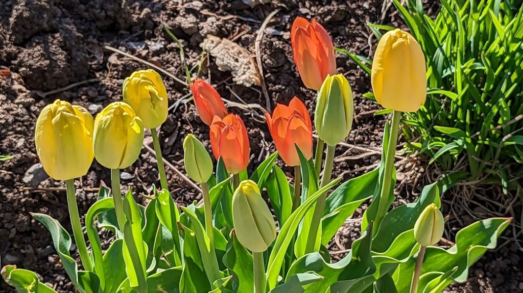 April Utah Blooms | Utah Agenda